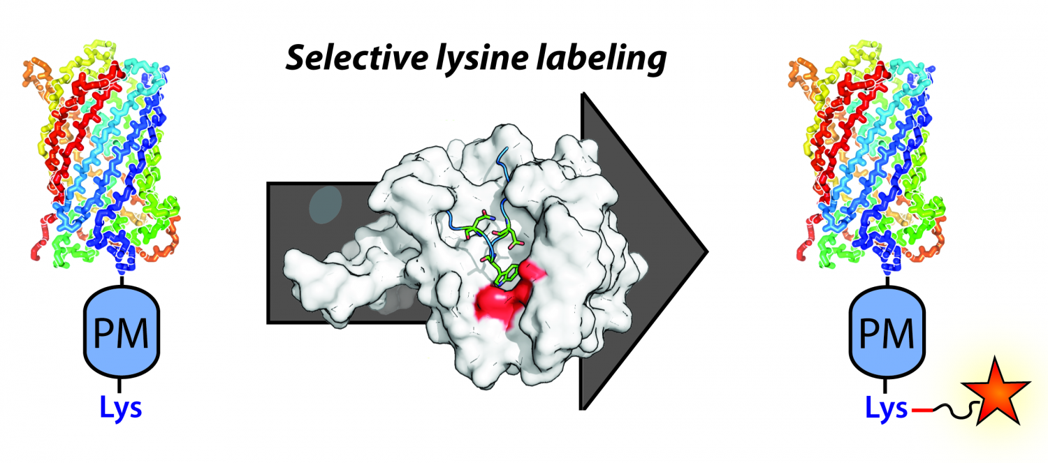 Development of a new enzyme reagent that labels proteins with peptides ...